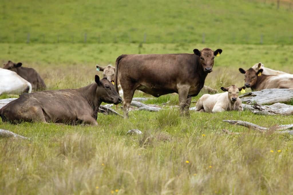 Cattle Waste To Halve Energy Costs At Beef Plant