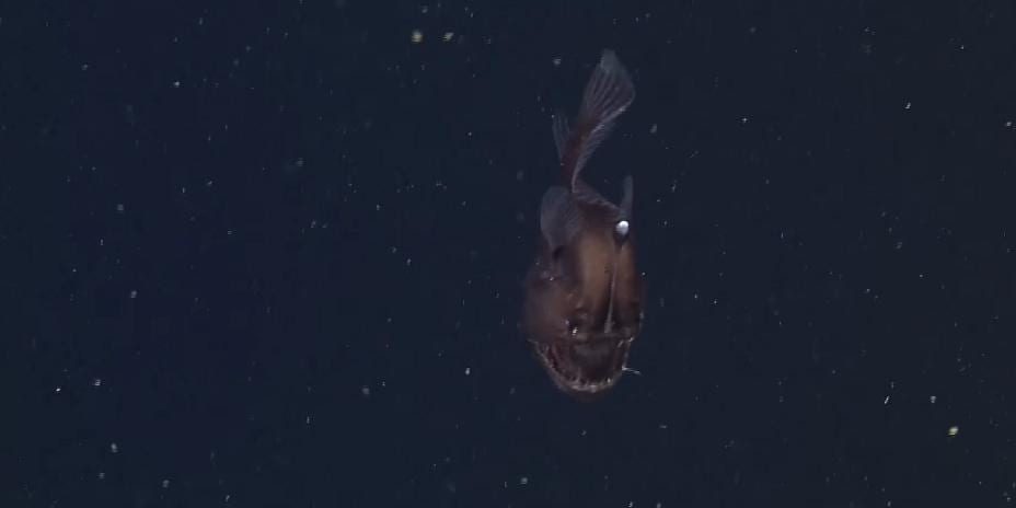 Brace Yourself: Meet The Deep-Sea Anglerfish